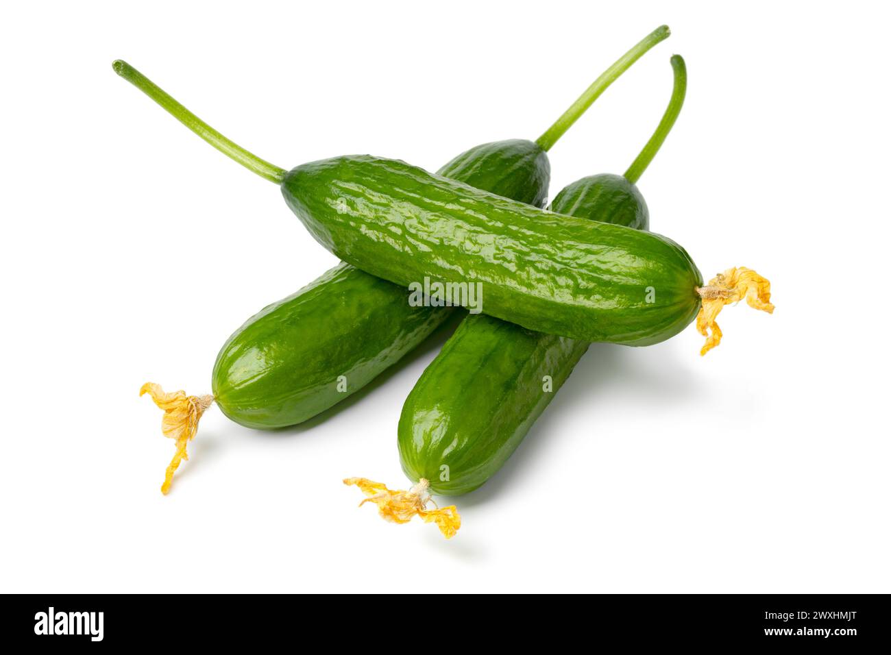 Heap of fresh young homegrown green small cucumbers with flowers close ...
