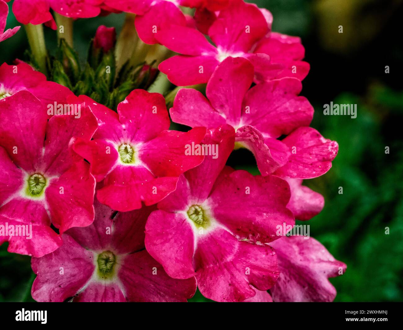 Bright red petals with distinct white centers form a circular pattern ...
