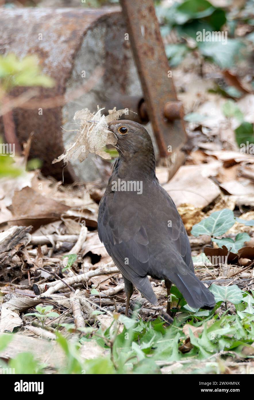 Common blackbird, Eurasian blackbird, Amsel, Merle noir, Turdus merula ...