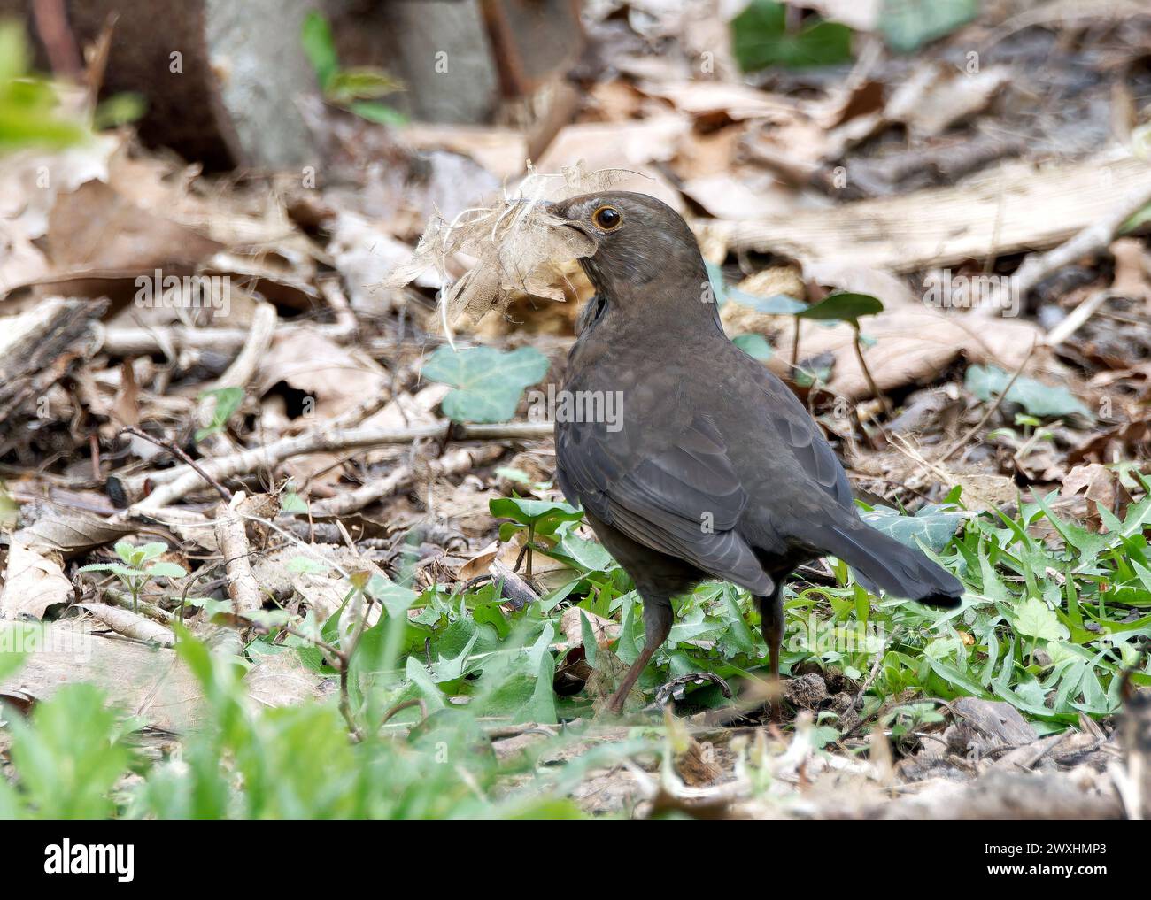 Common blackbird, Eurasian blackbird, Amsel, Merle noir, Turdus merula ...