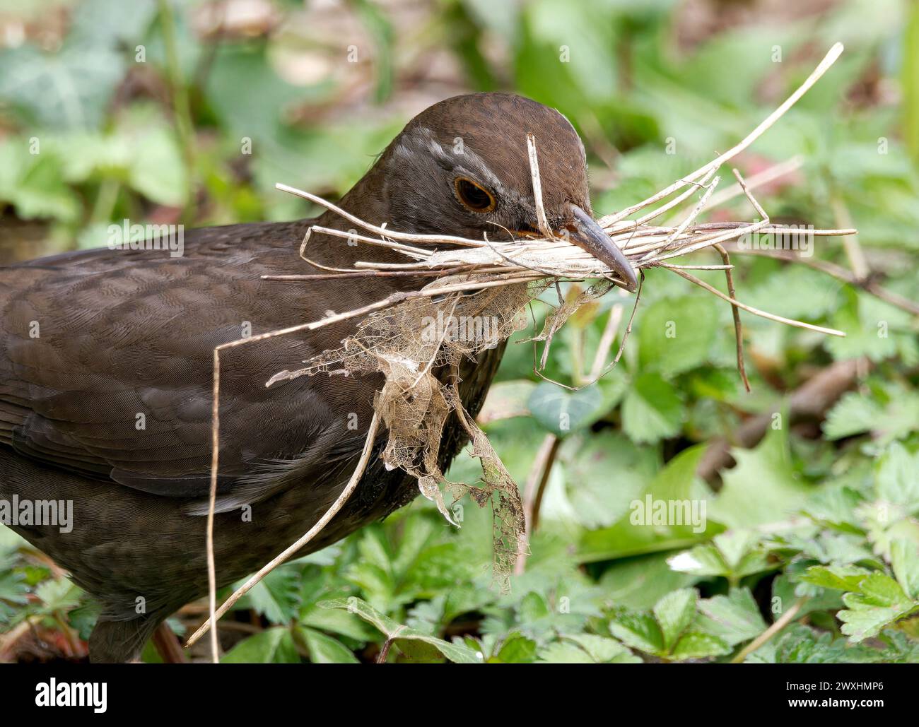 Common blackbird, Eurasian blackbird, Amsel, Merle noir, Turdus merula ...
