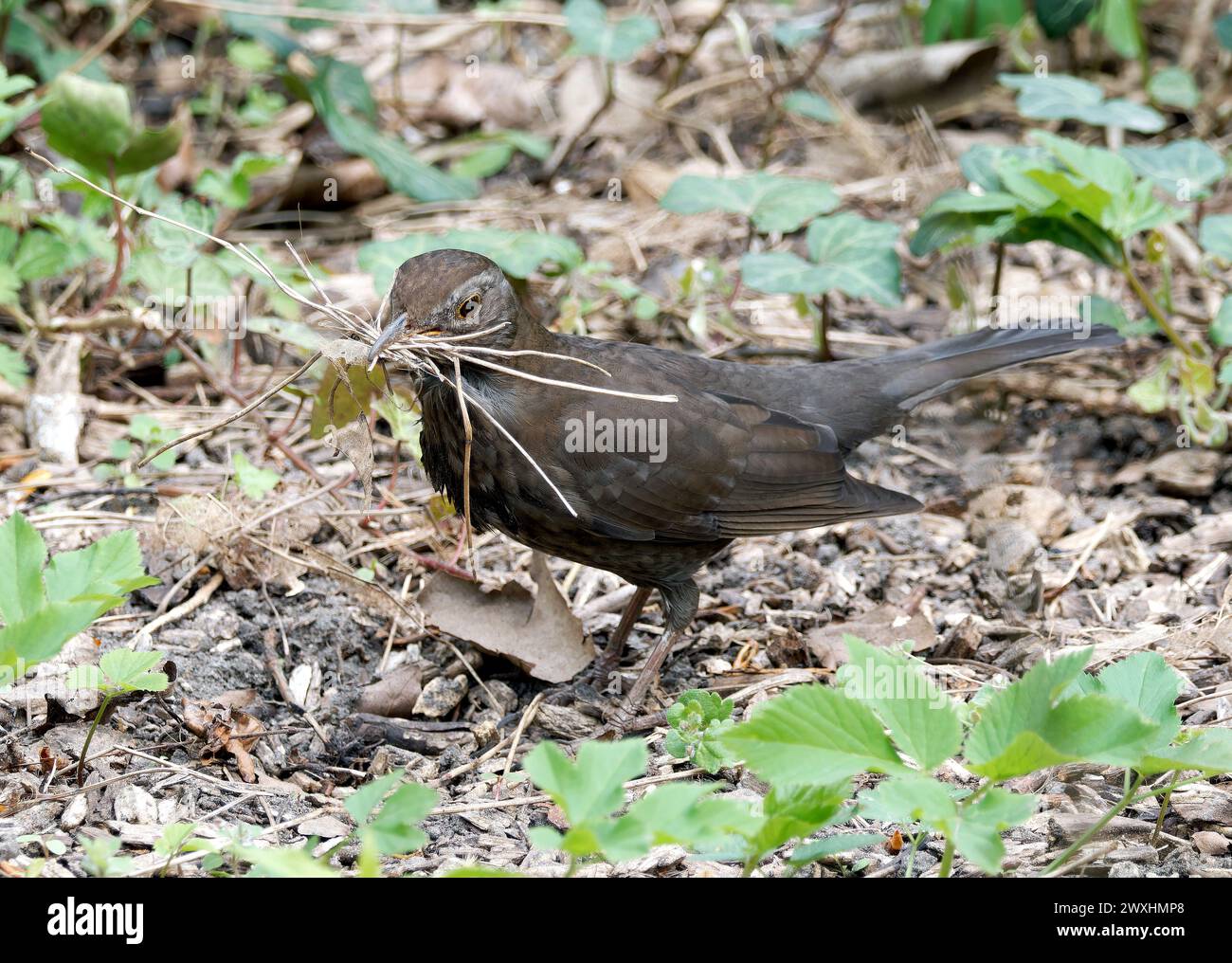 Common blackbird, Eurasian blackbird, Amsel, Merle noir, Turdus merula ...
