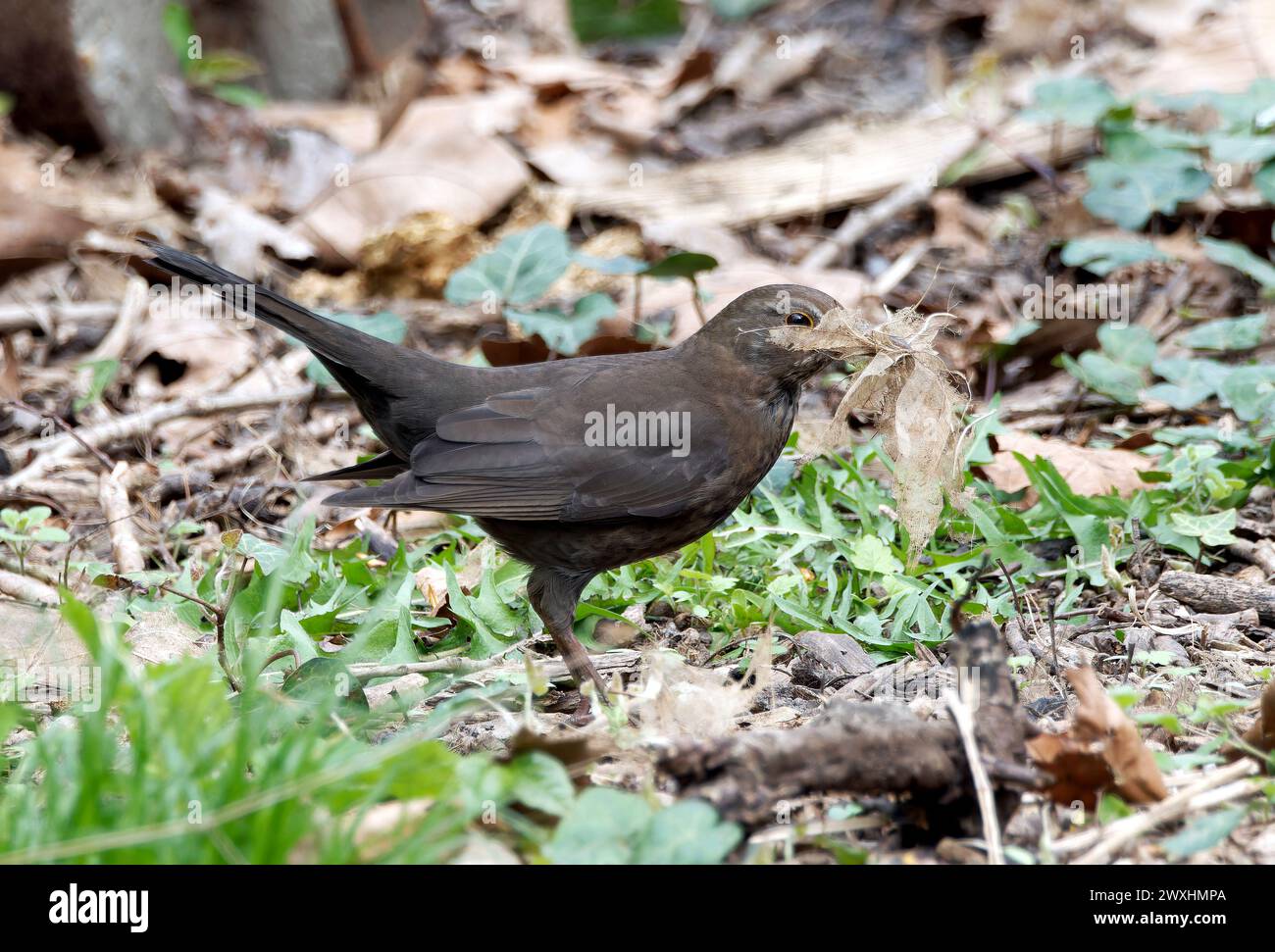 Common blackbird, Eurasian blackbird, Amsel, Merle noir, Turdus merula ...