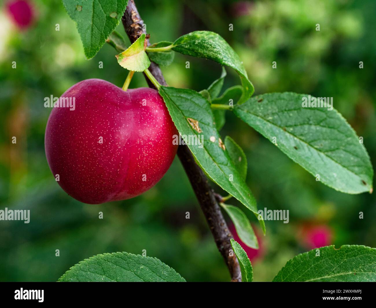 A ripe plum hangs amidst lush green leaves, showcasing nature’s bounty ...