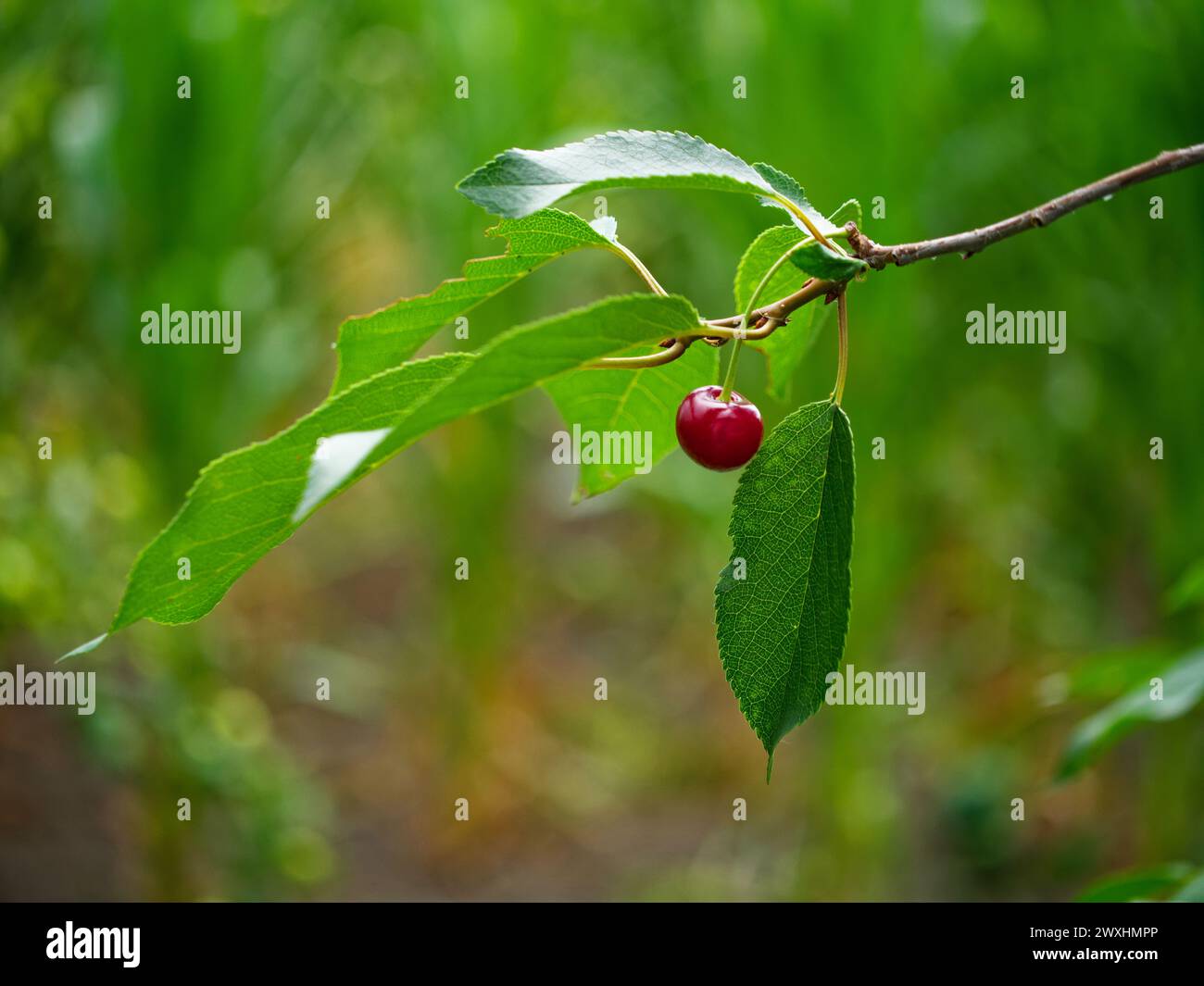 A single red cherry hangs from a slender green stem attached to a ...