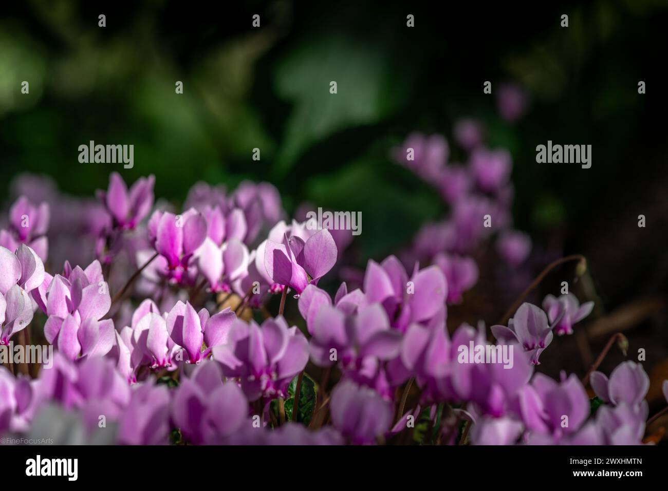 Cyclamen botanical illustration hi-res stock photography and images - Alamy