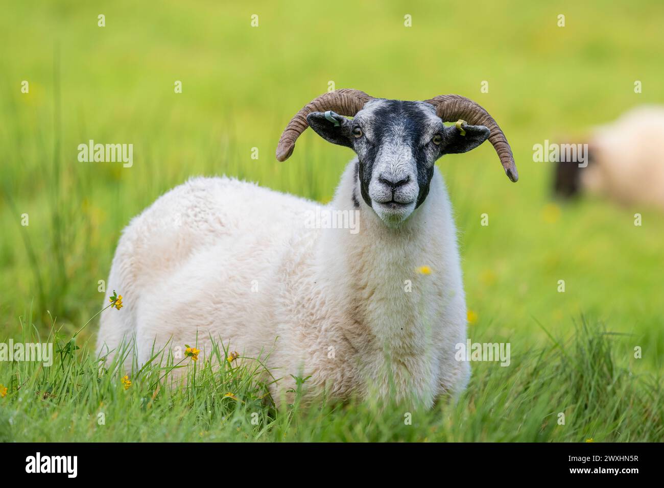 Sheep, Armadale, Isle of Skye, Scotland., Autumn, by Dominique Braud ...