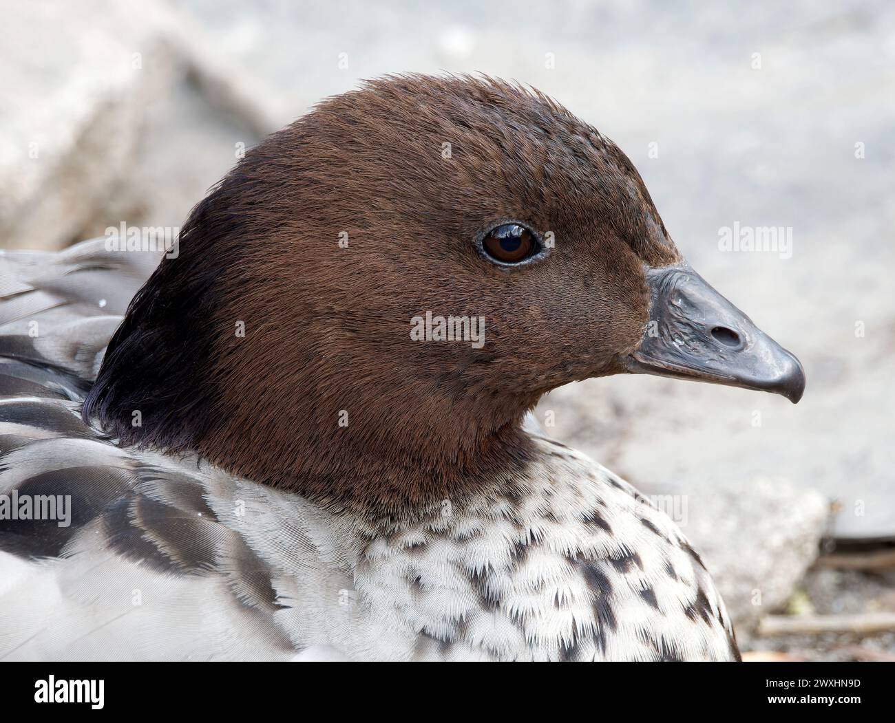 Australian duck species hi-res stock photography and images - Alamy