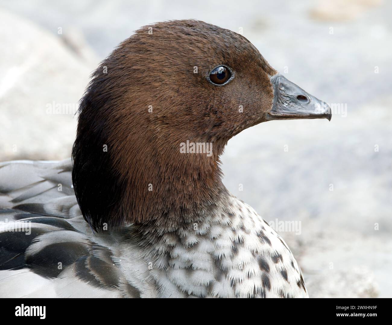 Australian duck species hi-res stock photography and images - Alamy
