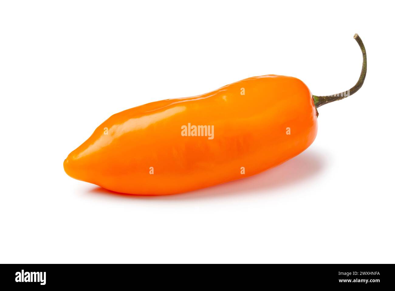 Single fresh raw Peruvian Aji Amararillo pepper close up isolated on ...