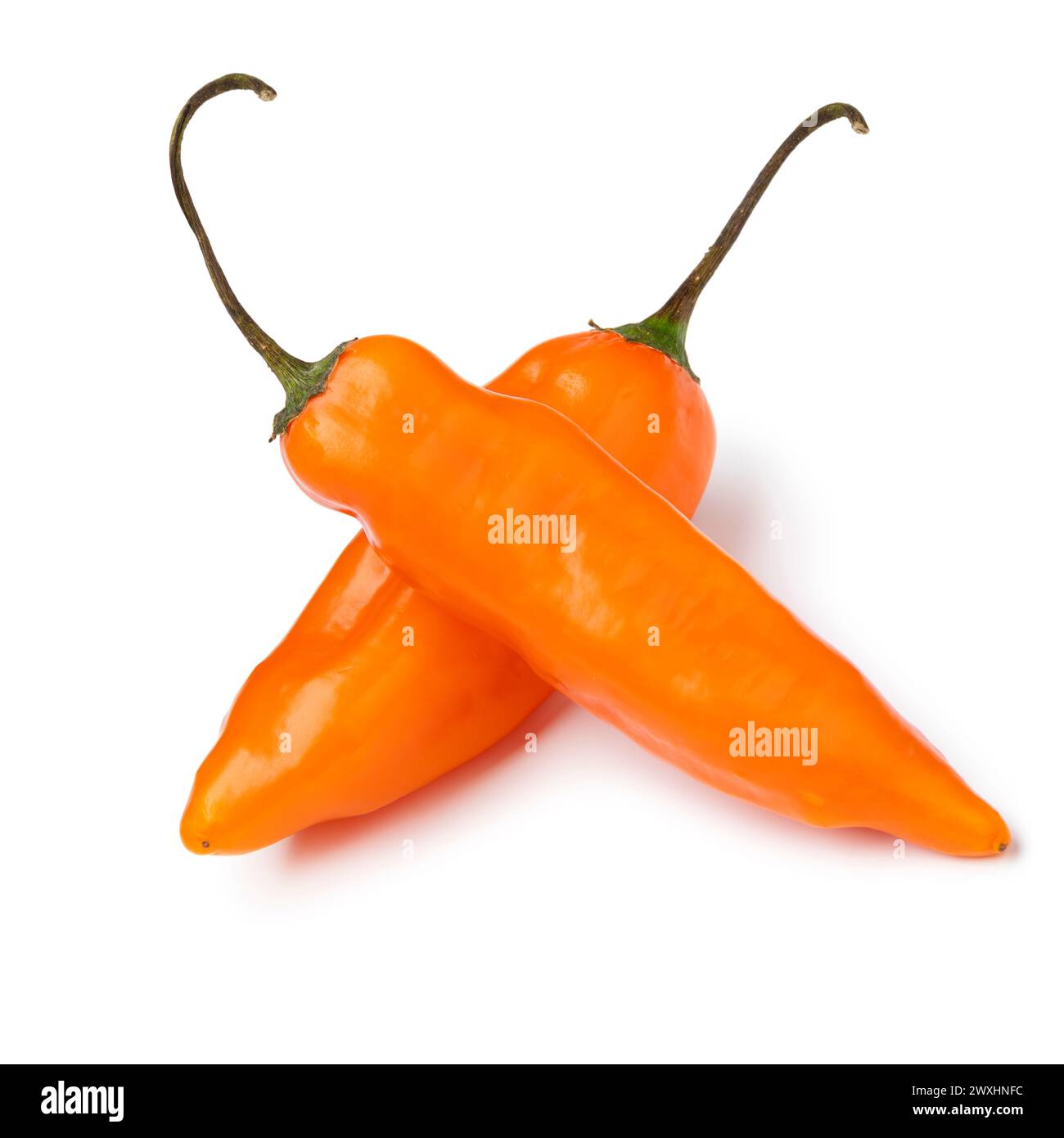 Pair of raw Peruvian Aji Amararillo peppers close up isolated on white ...