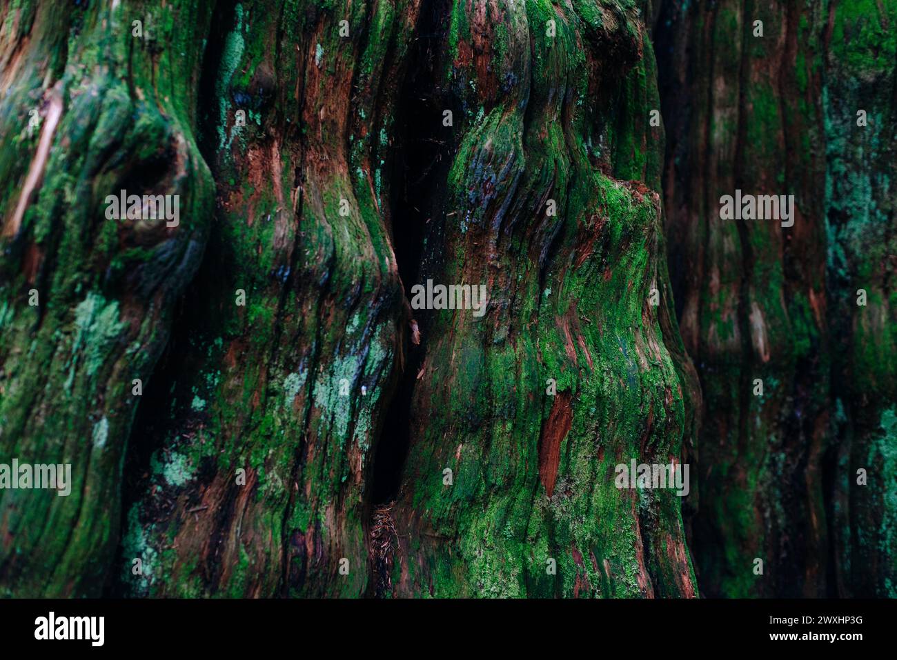 green tree trunk texture. green moss Stock Photo - Alamy
