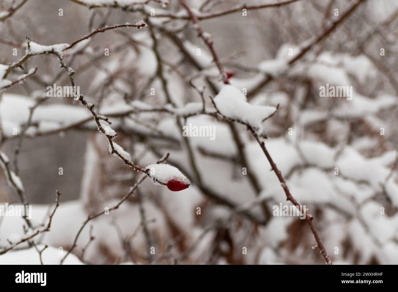 Rose hips during winter with snow and frost Stock Photo - Alamy