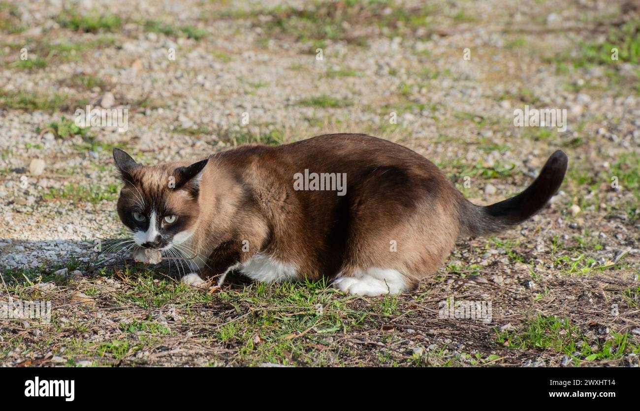 Siamese with mouse hi-res stock photography and images - Alamy