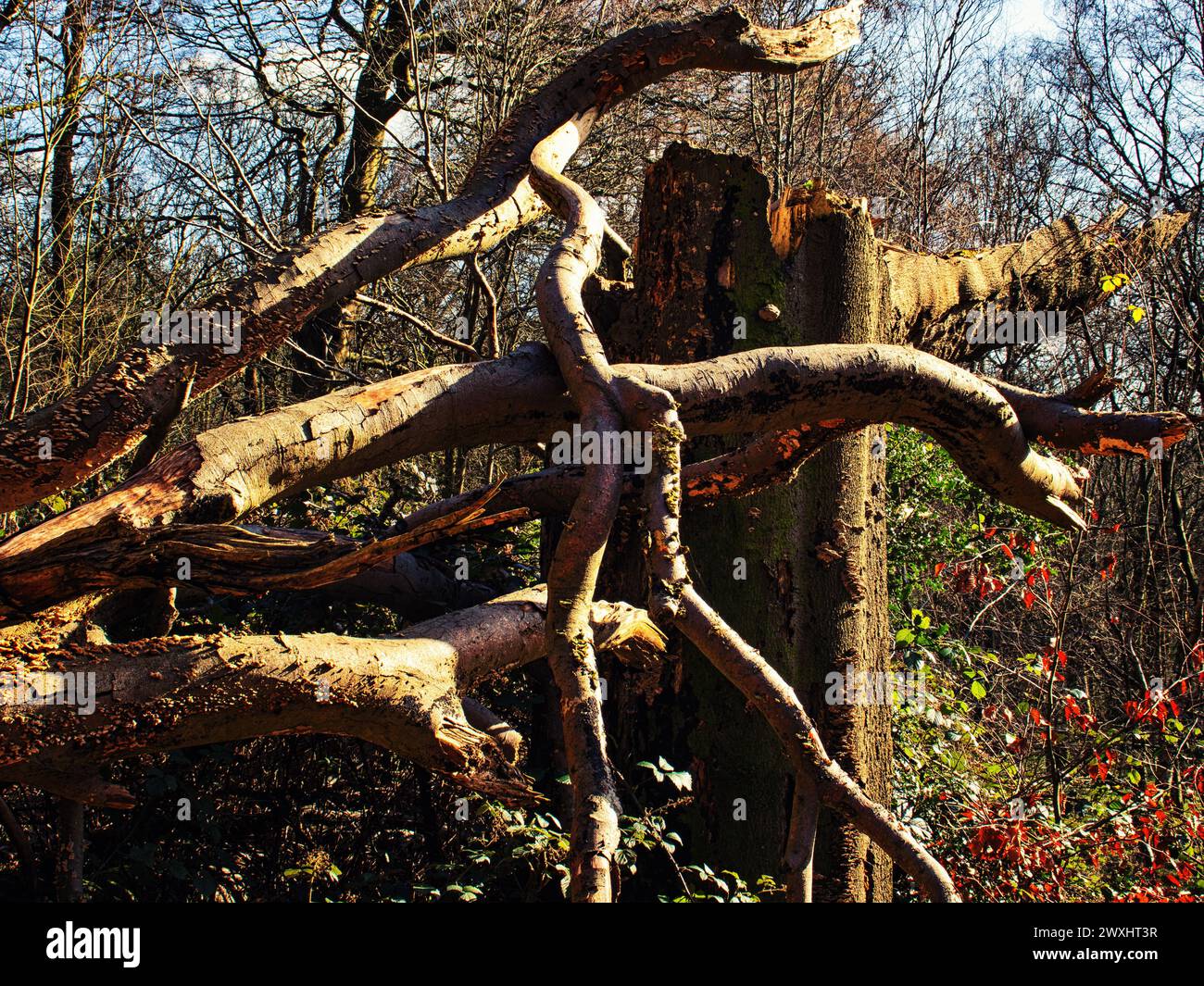 A broken tree trunk and branches, stacked in a natural formation and ...