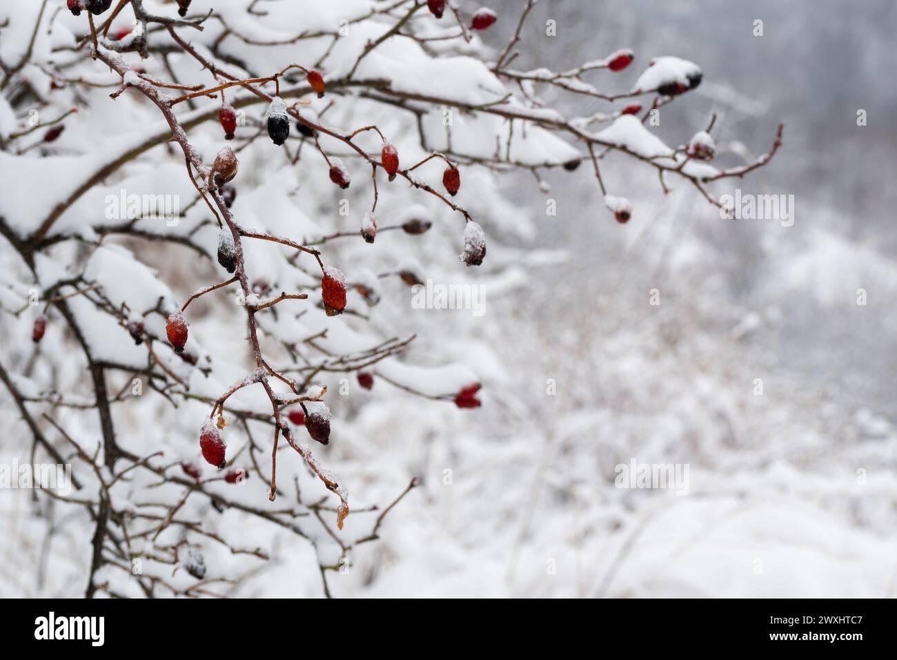 Dog rose hips winter frost hi-res stock photography and images - Alamy