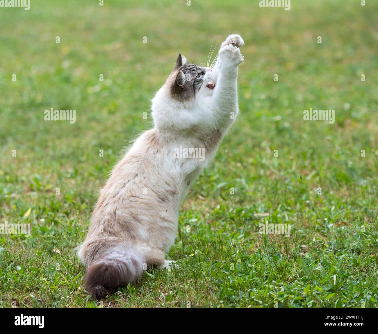 a ragdoll cat playing in the garden Stock Photo - Alamy