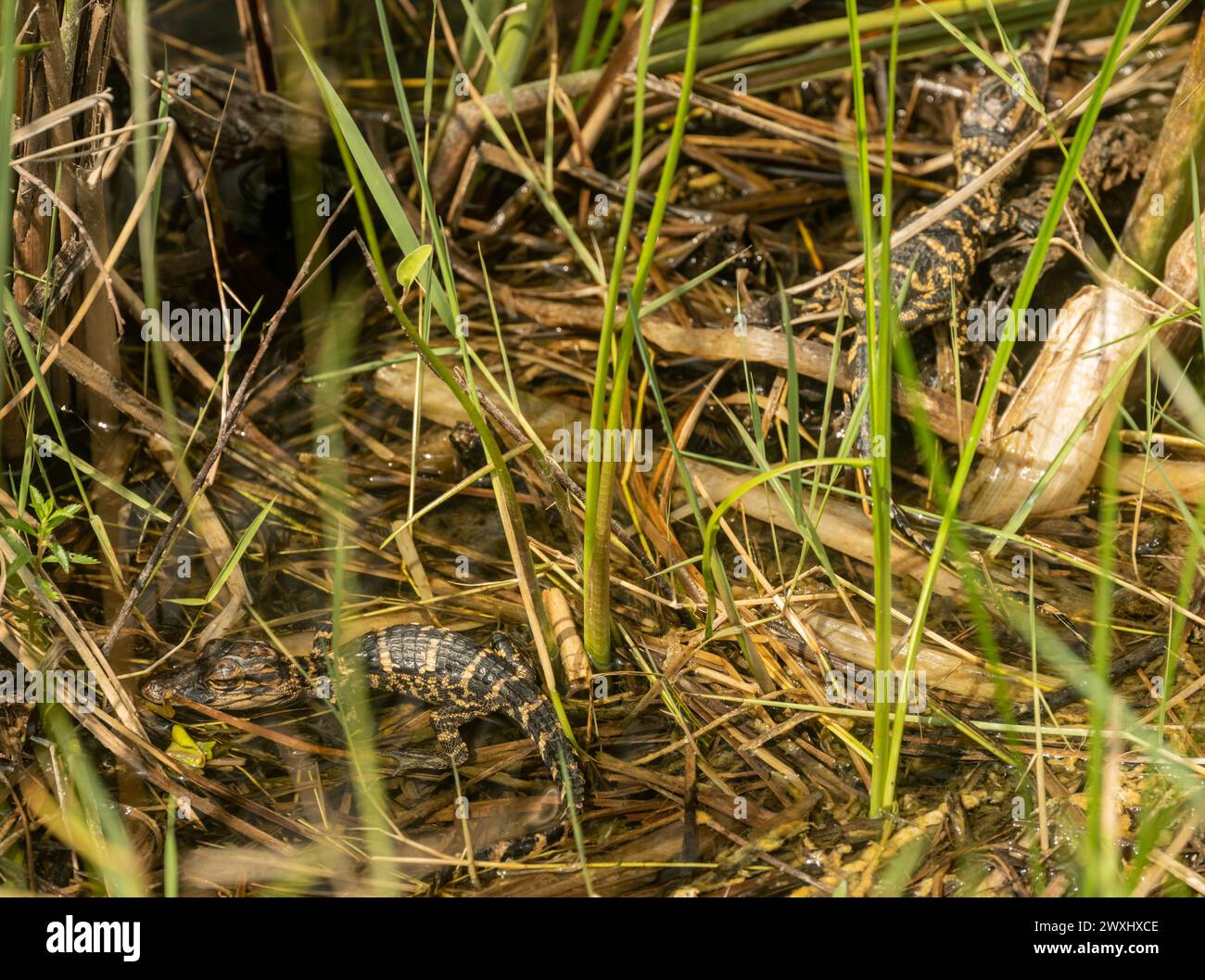 Tall grasses florida everglades hi-res stock photography and images - Alamy