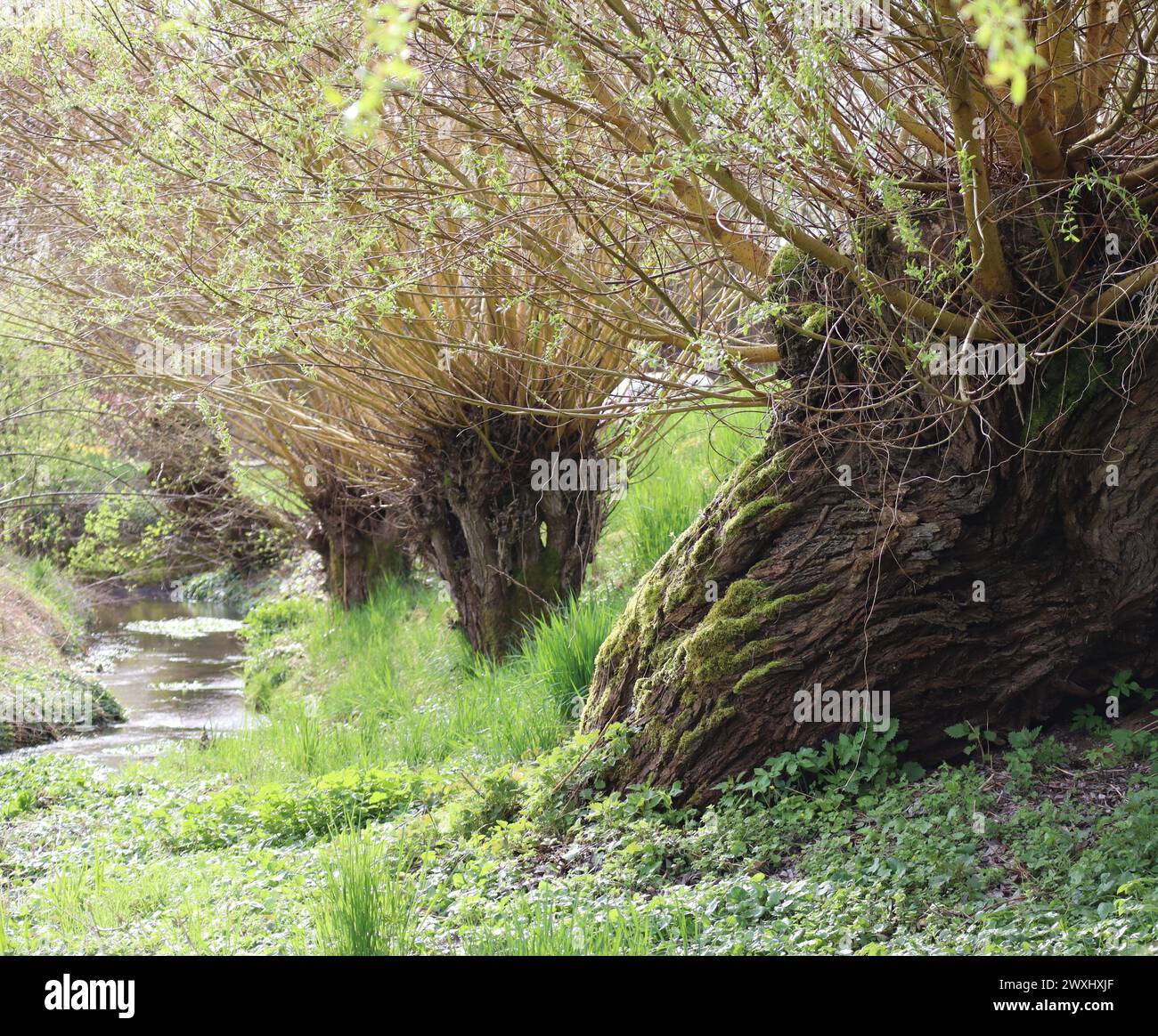 old Willows are sprouting new ones Stock Photo - Alamy