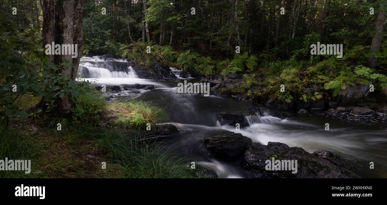 Thick Maine forest in early fall with a stream running through it with ...