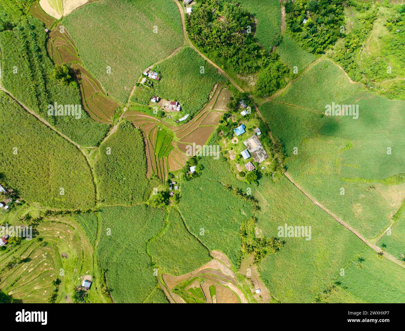 Aerial drone of farmland with rice fields and sugarcane plantations ...