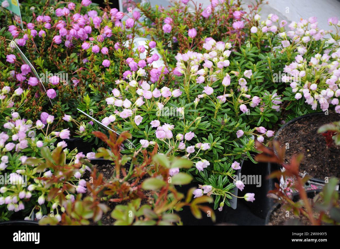 Copenhagen, Denmark /31 arch 2024/Flower plants sale on easter sunday ...