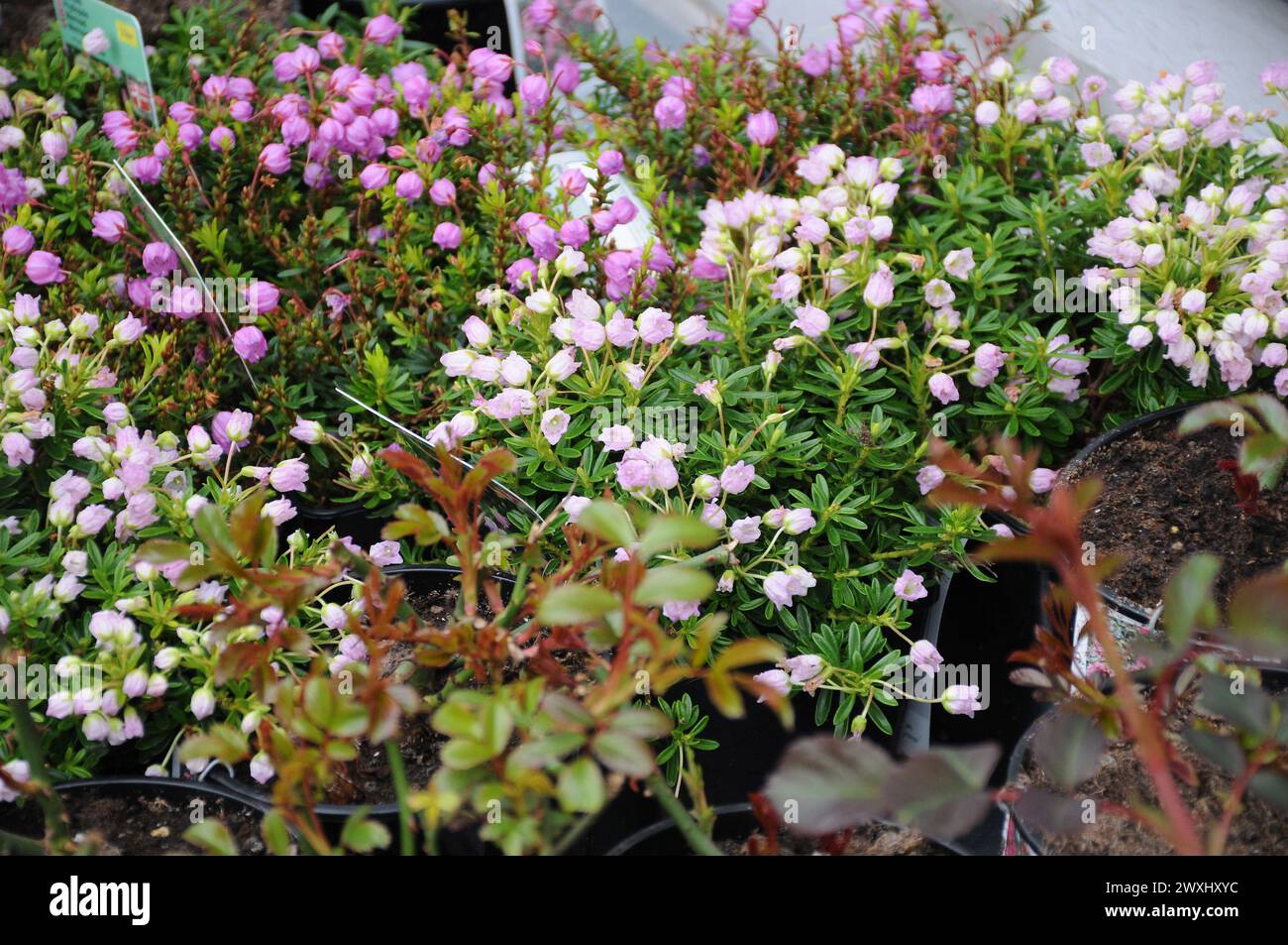 Copenhagen, Denmark /31 arch 2024/Flower plants sale on easter sunday ...
