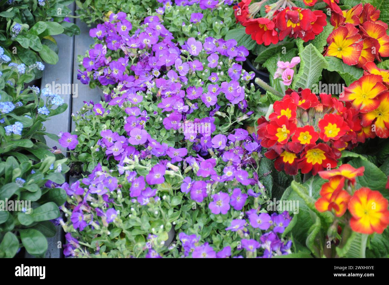 Copenhagen, Denmark /31 arch 2024/Flower plants sale on easter sunday ...