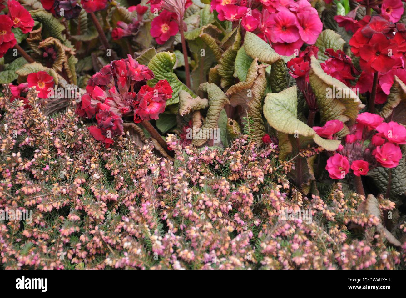 Copenhagen, Denmark /31 arch 2024/Flower plants sale on easter sunday ...