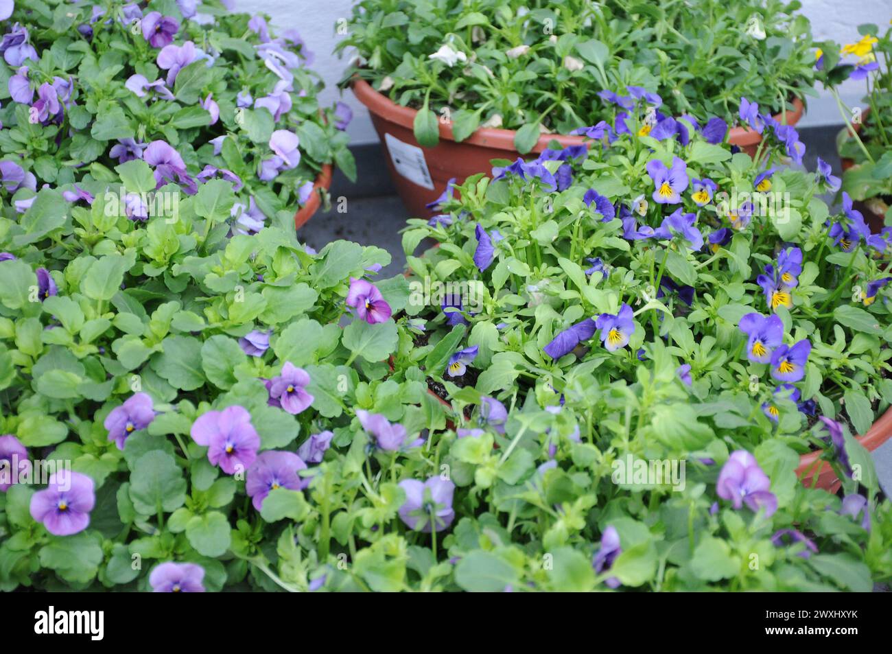 Copenhagen, Denmark /31 arch 2024/Flower plants sale on easter sunday ...