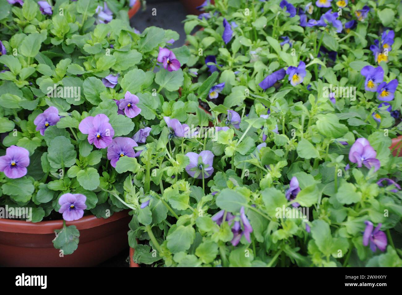 Copenhagen, Denmark /31 arch 2024/Flower plants sale on easter sunday ...