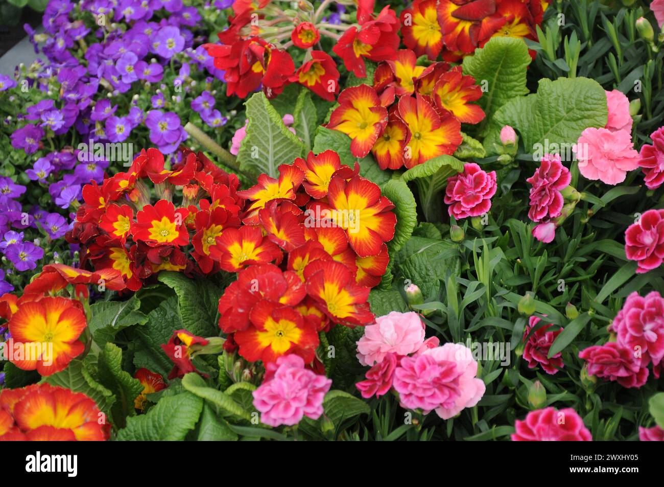 Copenhagen, Denmark /31 arch 2024/Flower plants sale on easter sunday ...