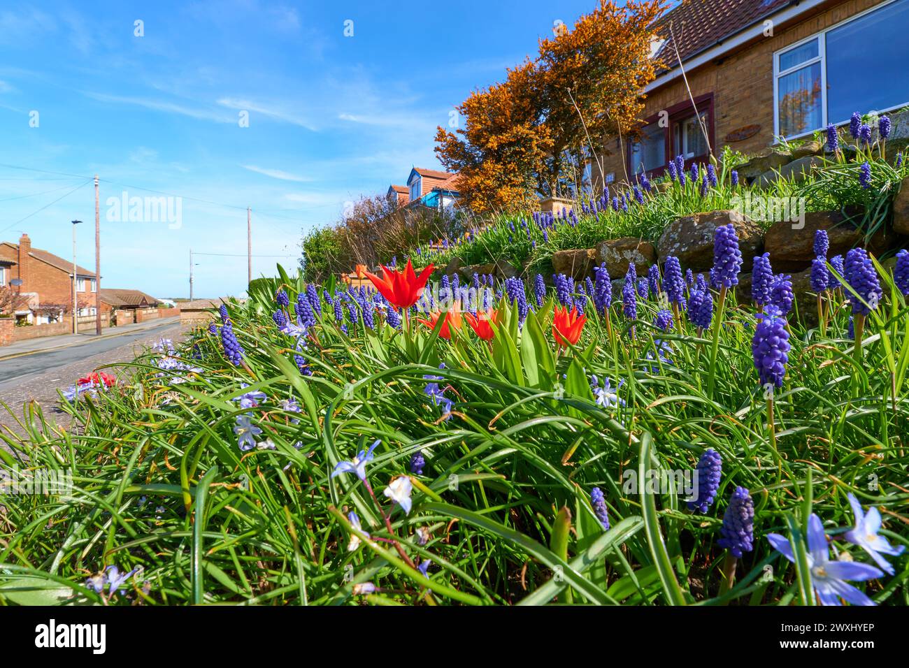 Spring flowers in a front garden border Stock Photo - Alamy