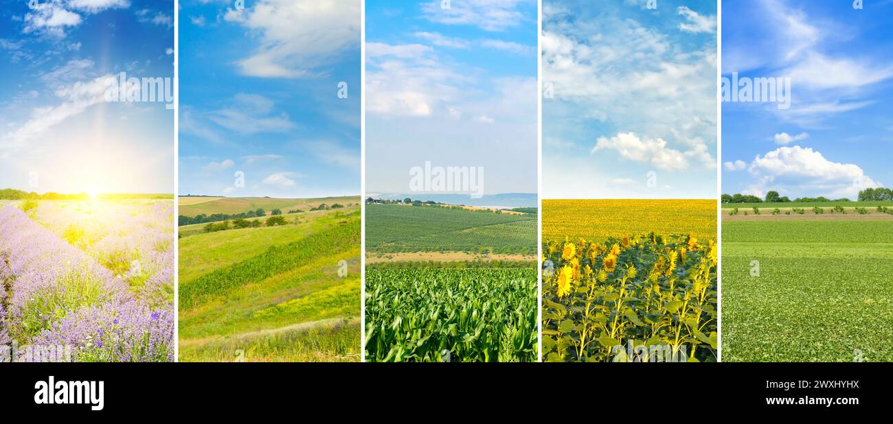 Fields with agricultural plants. Photo collage. Wide photo Stock Photo ...