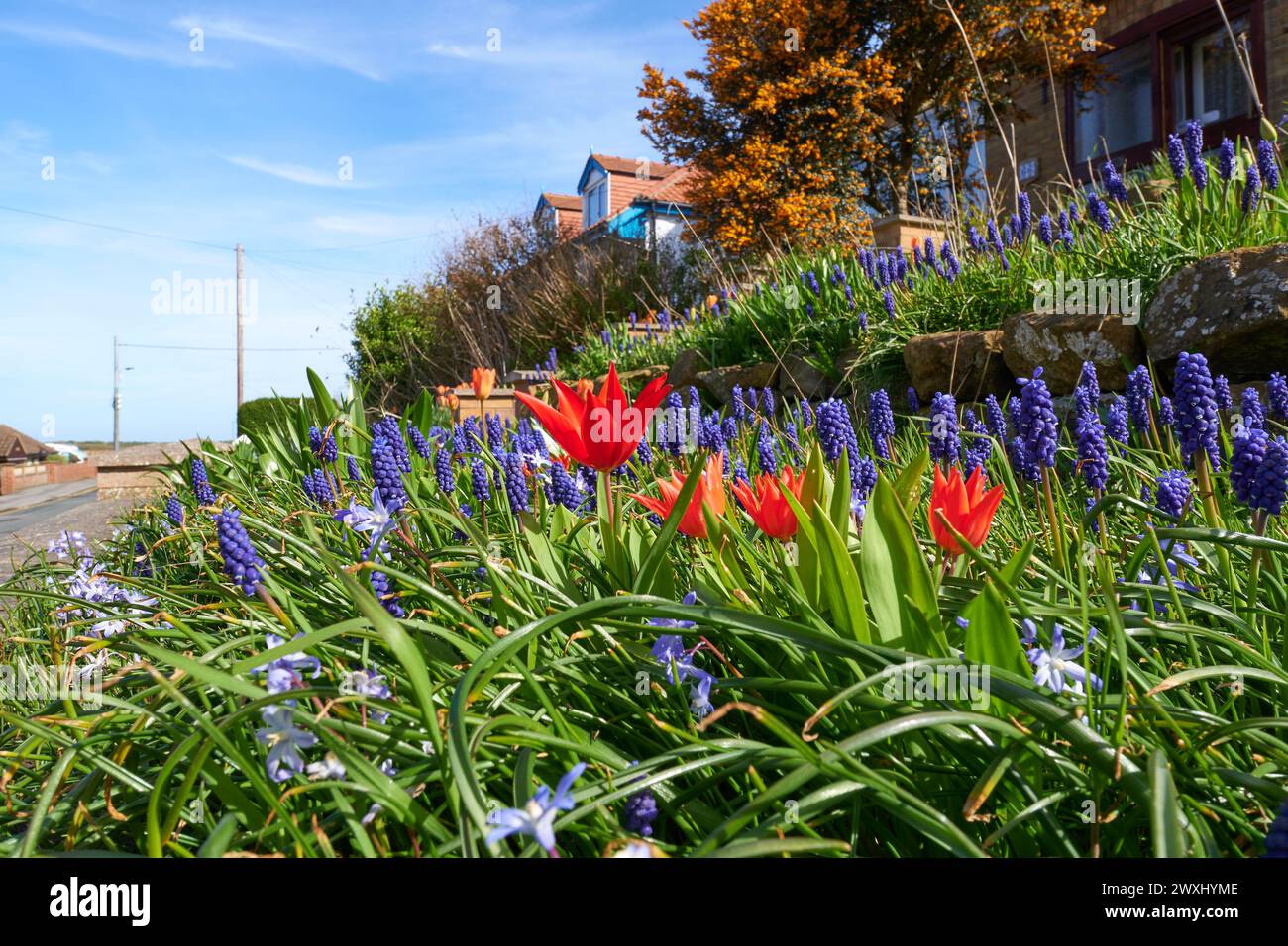 Spring flowers in a front garden border Stock Photo - Alamy