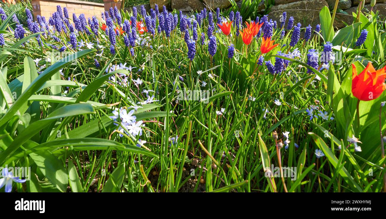 Spring flowers in a front garden border Stock Photo - Alamy
