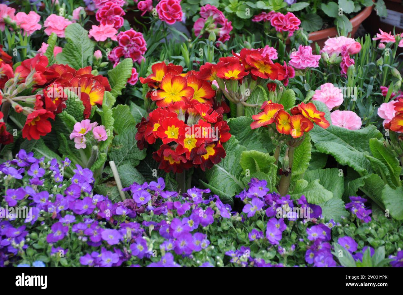 Copenhagen, Denmark /31 arch 2024/Flower plants sale on easter sunday ...