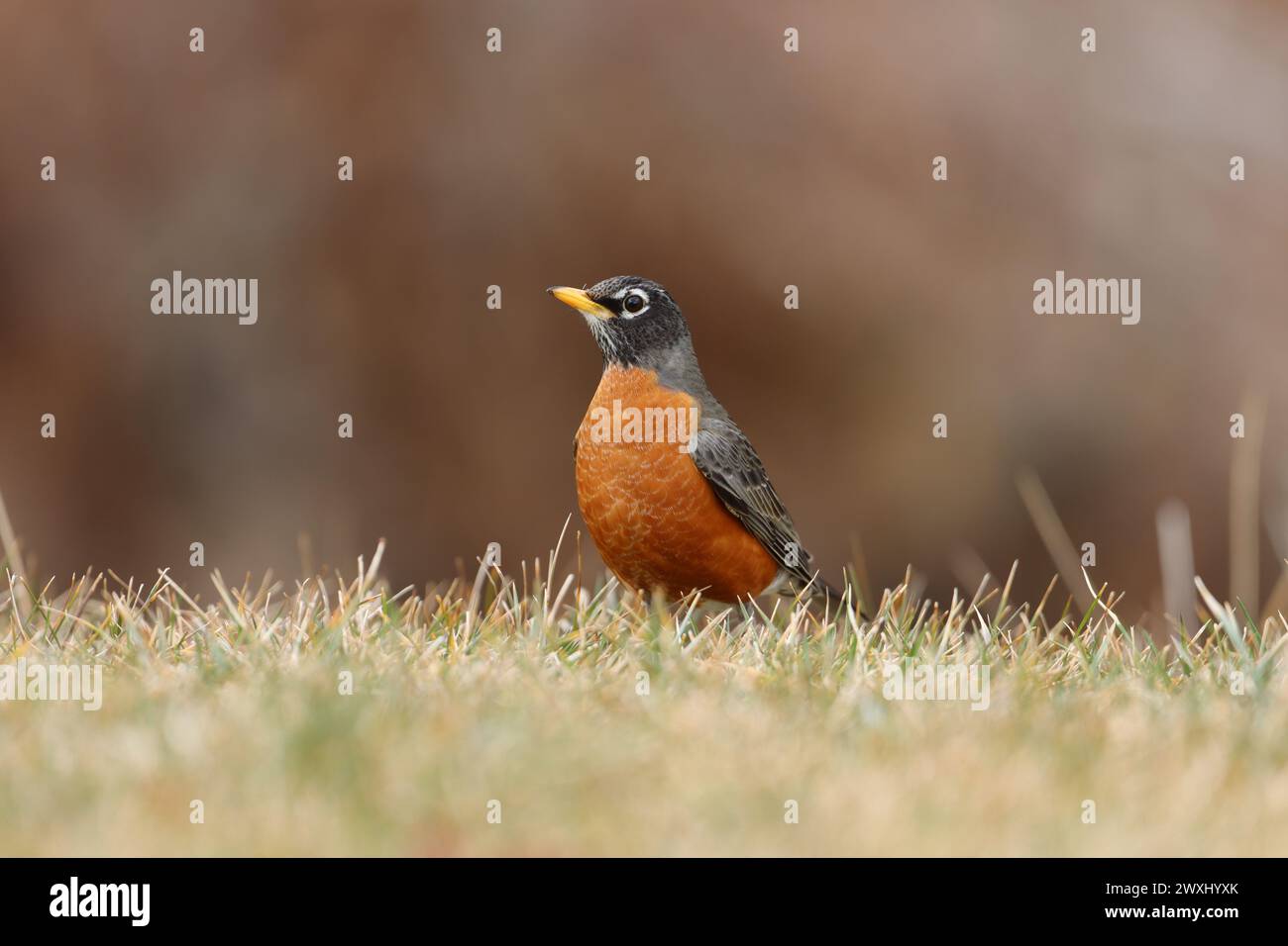 American robin beautiful bird hi-res stock photography and images - Alamy
