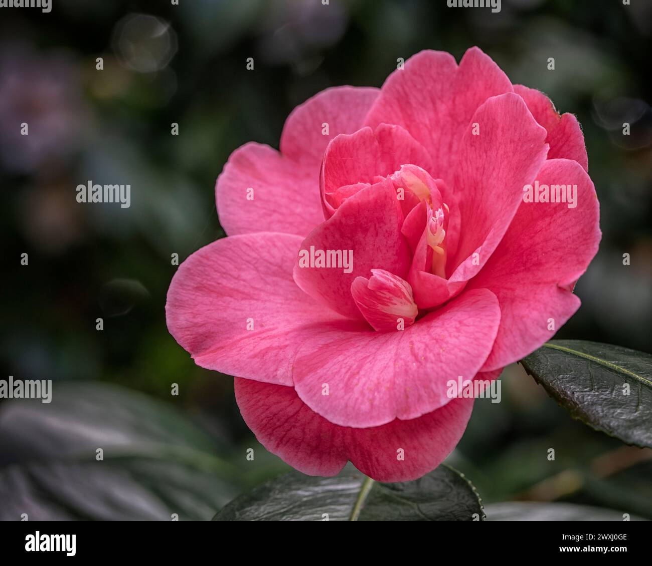 Bright pink camellia hi-res stock photography and images - Alamy