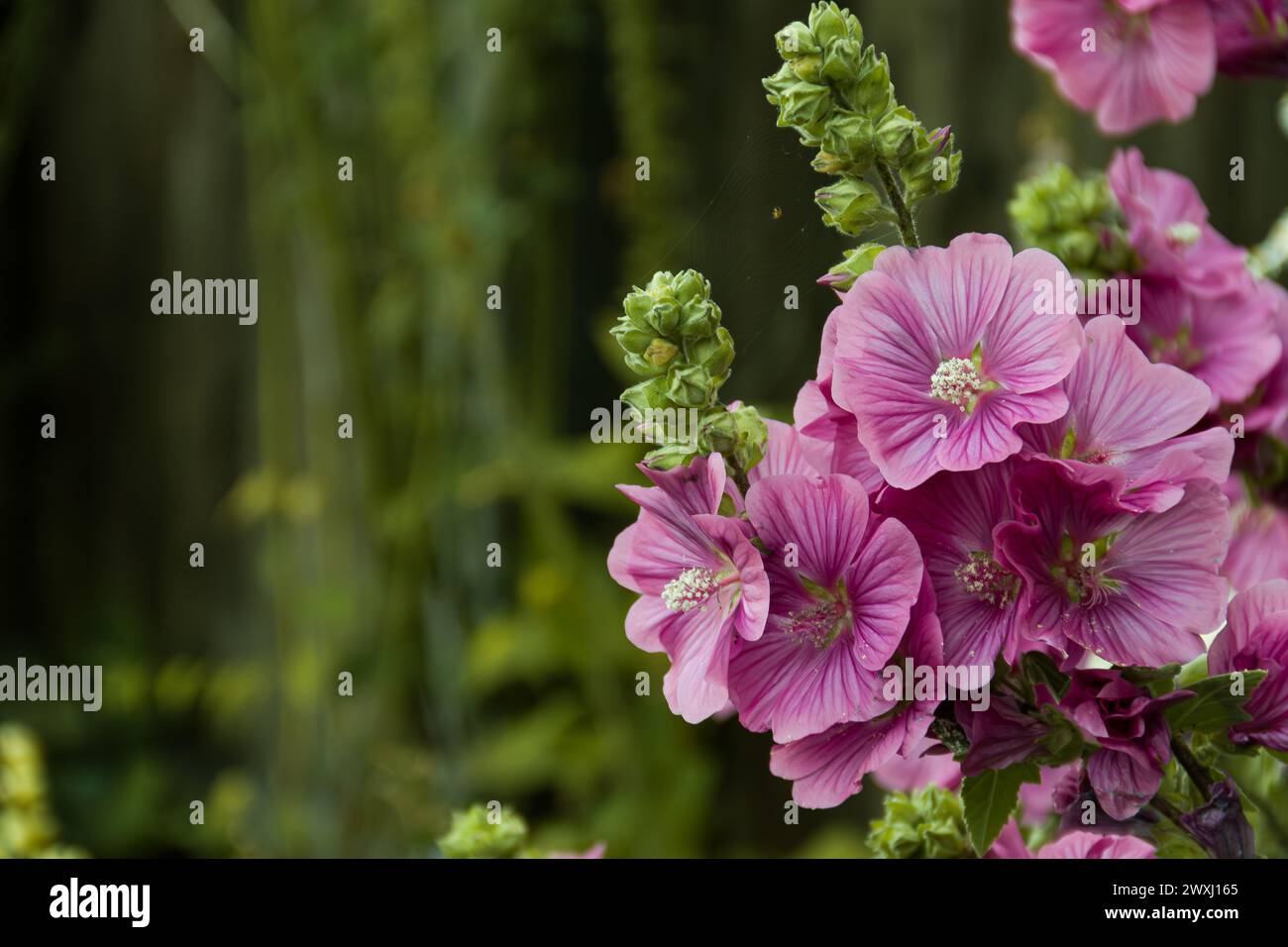 Royal mallow hi-res stock photography and images - Alamy