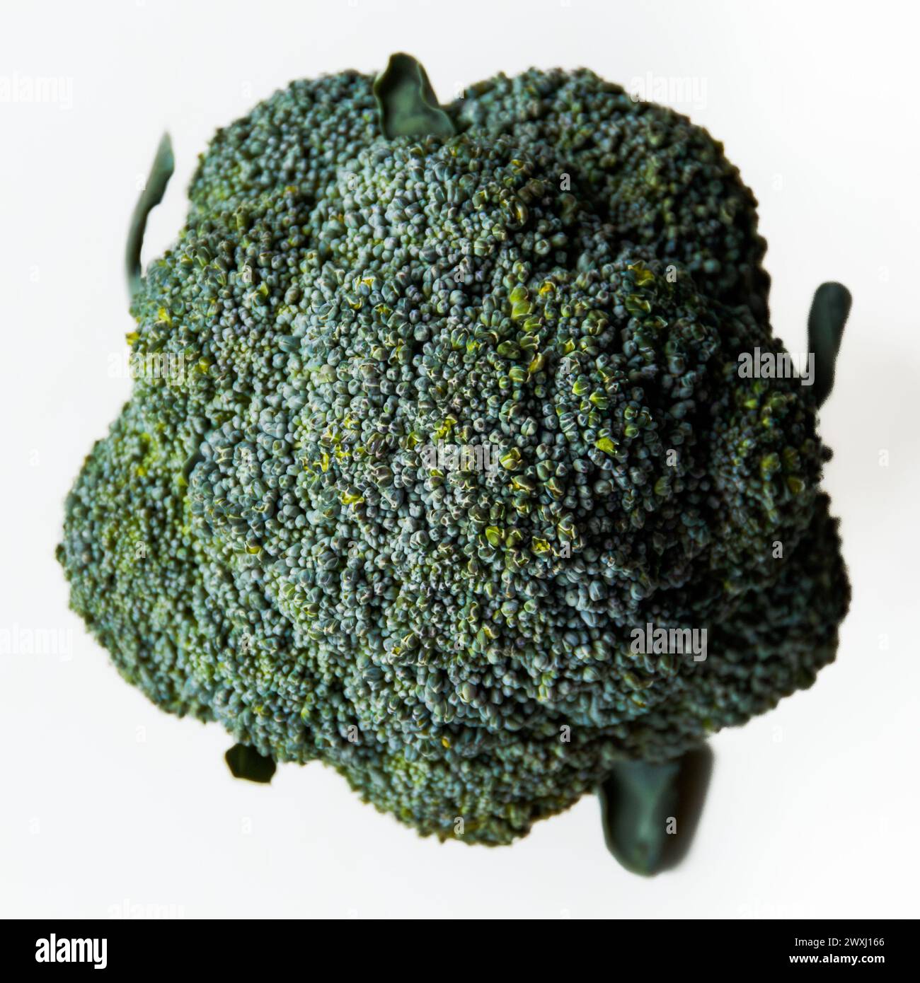 Broccoli head on white background Stock Photo - Alamy