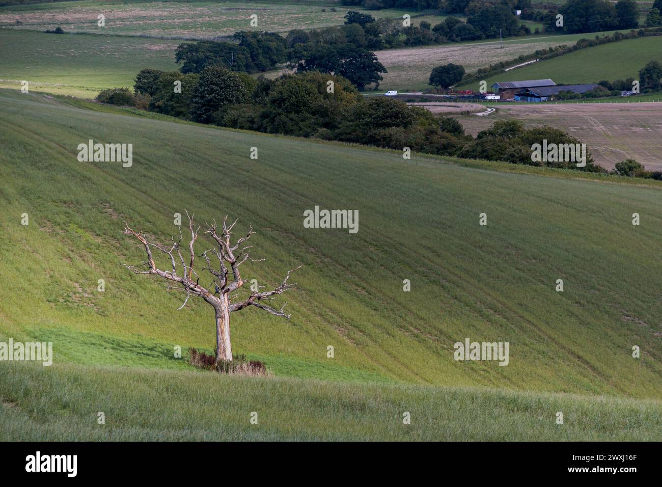 Tree farm land uk hi-res stock photography and images - Alamy