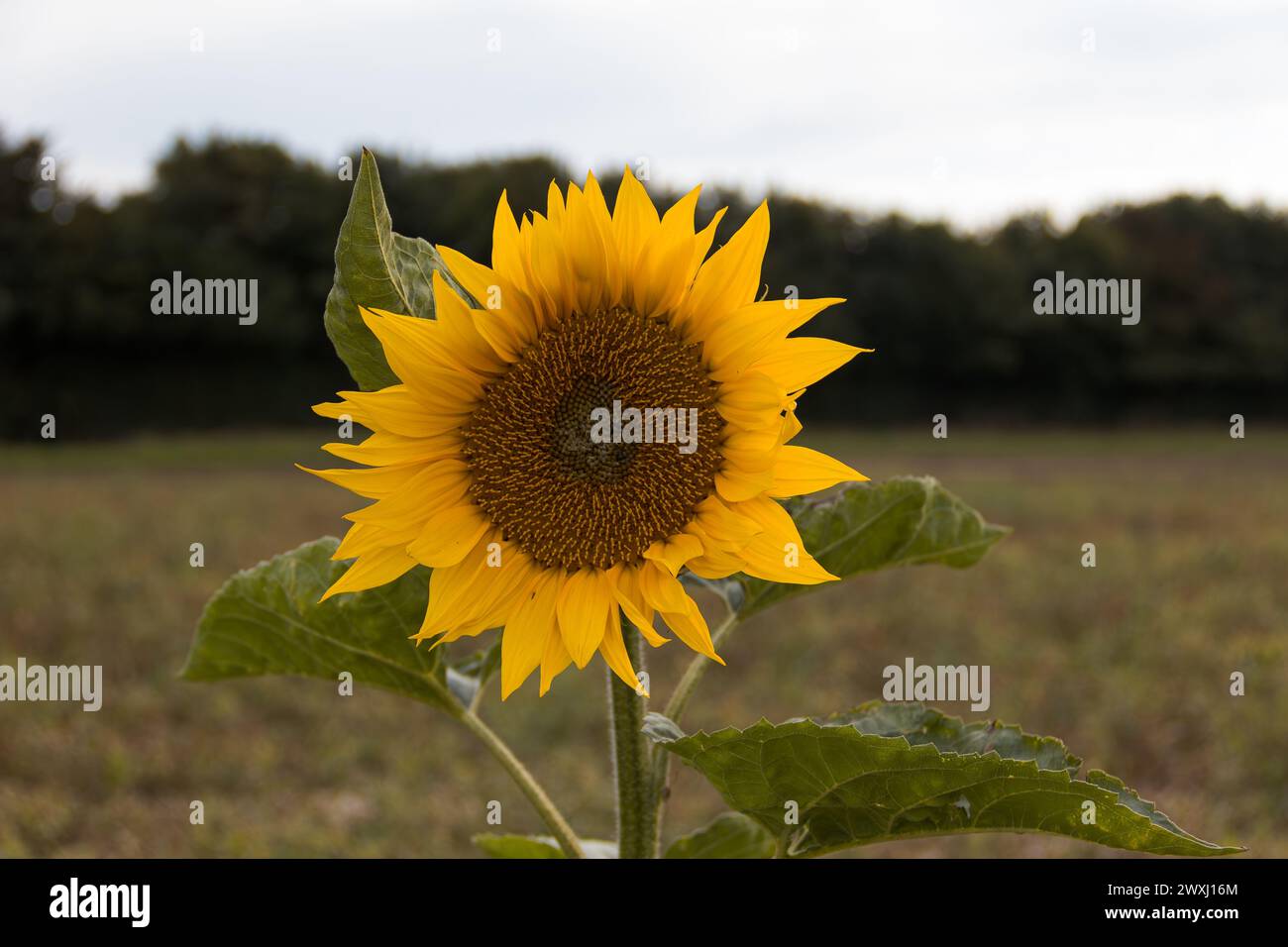 Sunflower blooming in shallow hi-res stock photography and images - Alamy