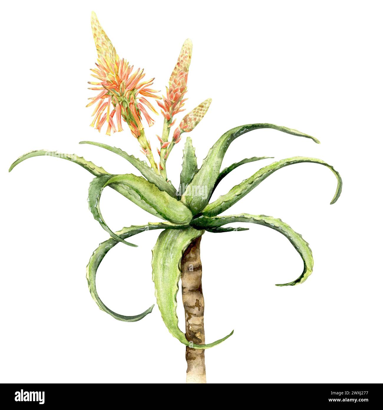blooming aloe plant Stock Photo - Alamy