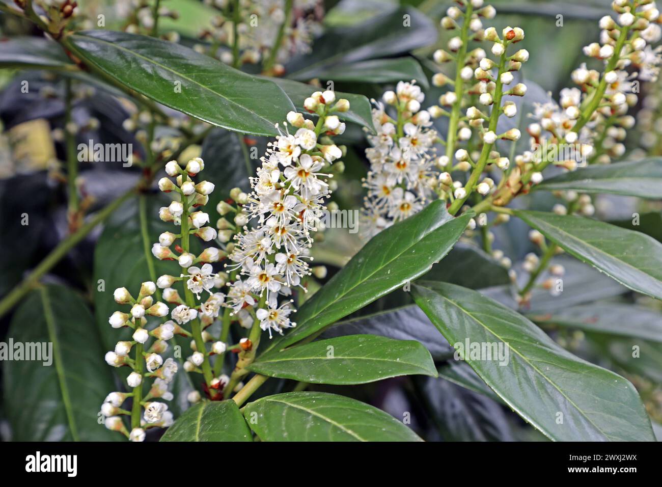 Neophyten und ungeeignete Gartenpflanzen Knospen und Blüte des giftigen ...