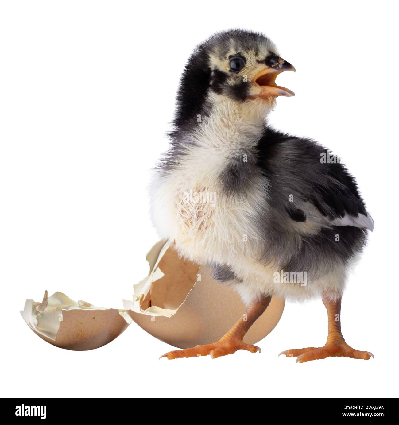 Black and white Austerlorp chicken chick already screaming with its ...