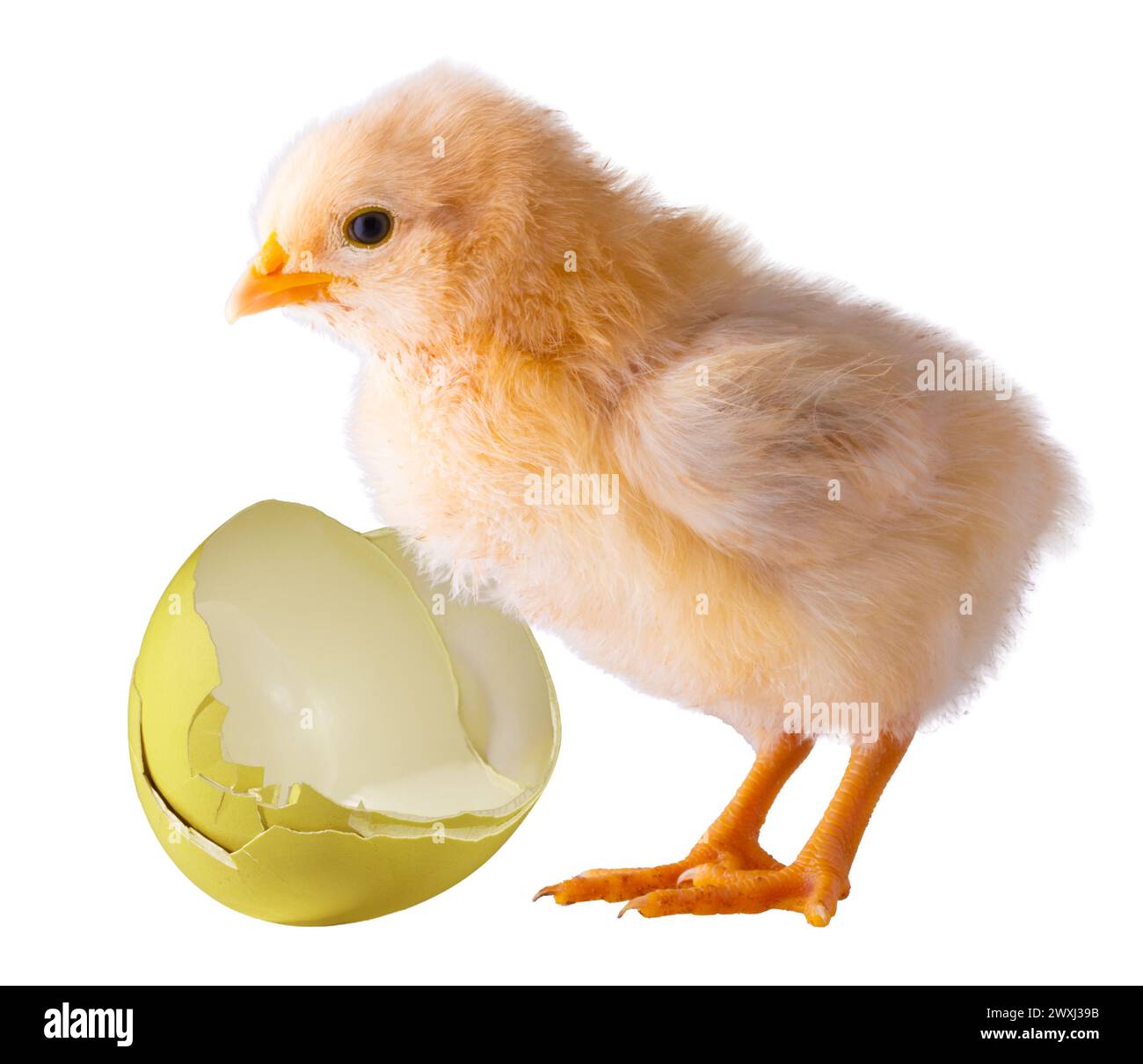 Bright buff Orpington chicken chick next to a broken yellow egg ...