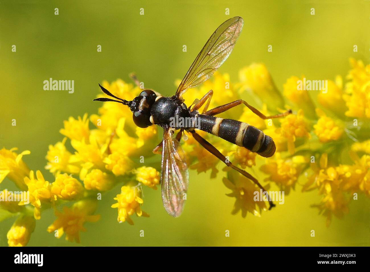 Yellow-banded conops (Conops quadrifasciatus), family Conopidae on ...