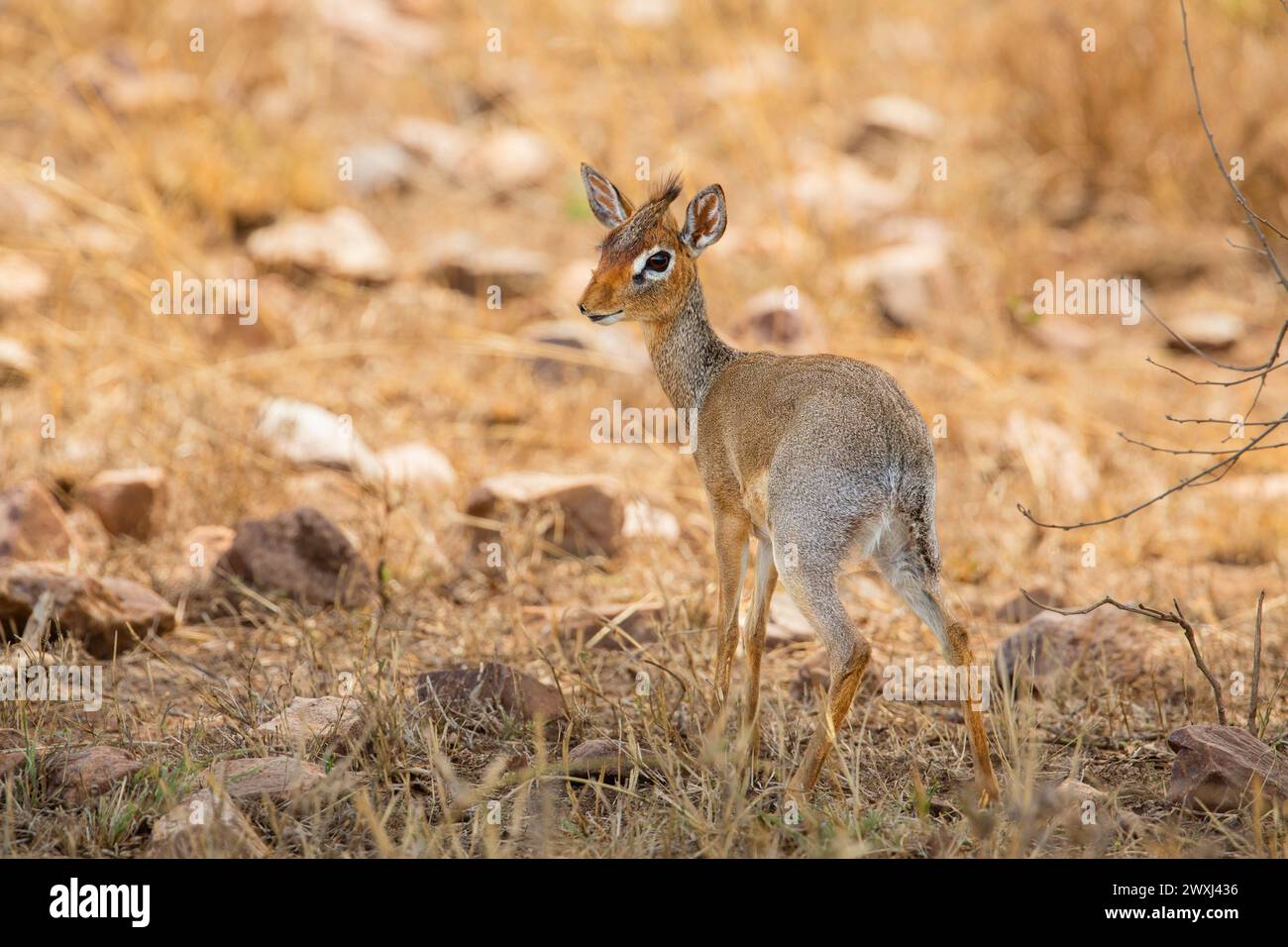 Dik-dik Antelope on African Safari in Natural Habitat Stock Photo - Alamy