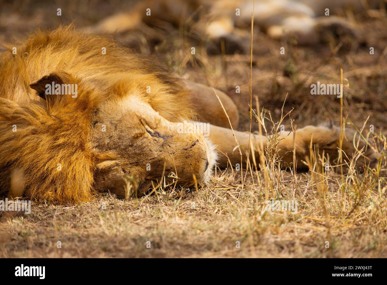 Peaceful African Lion Resting on Safari Adventure Stock Photo - Alamy